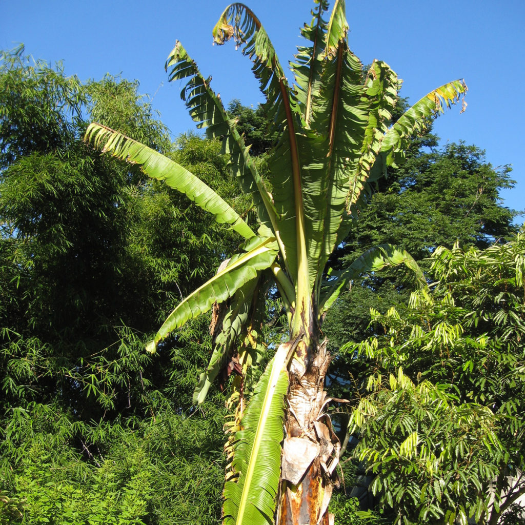 Abyssinian Banana Tree at the campsite