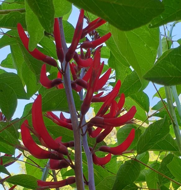 Exotic camping vacation with Erythrina