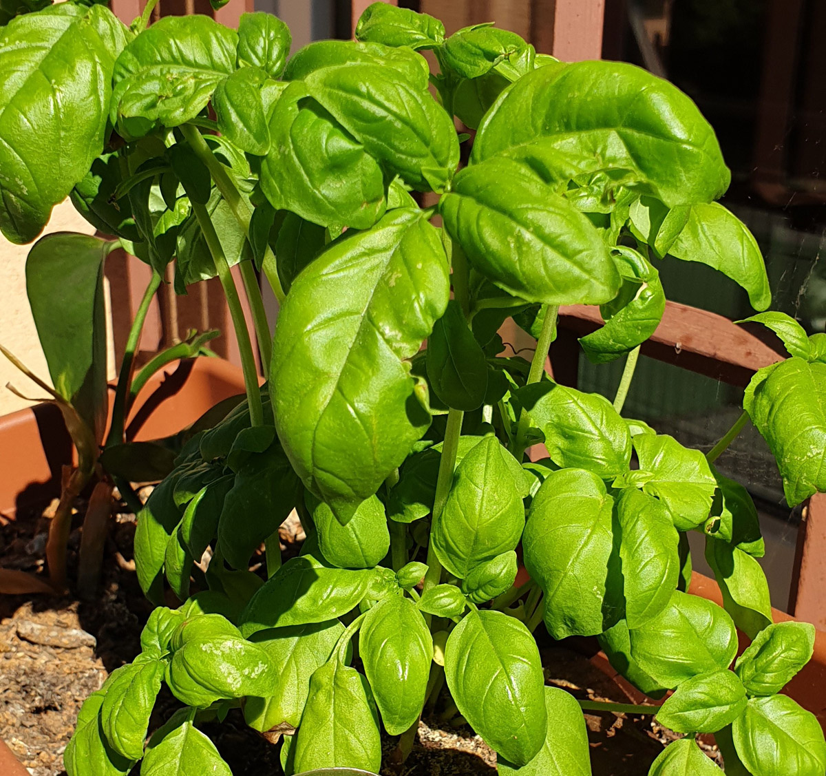 Gourmet camping holidays: basil