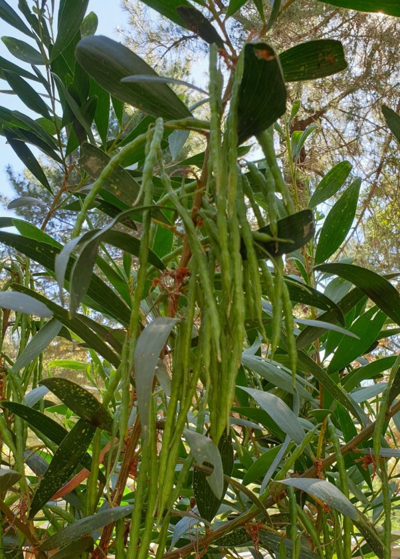 Carob tree of the campsite
