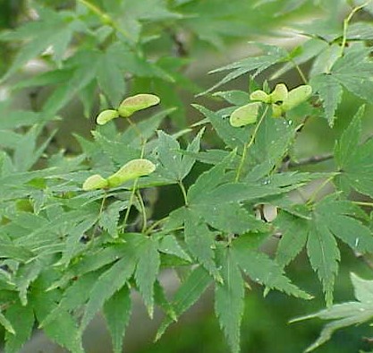 A magnificent Japanese maple, but on the French Riviera