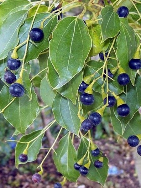 A camphor tree at our campsite in the Var